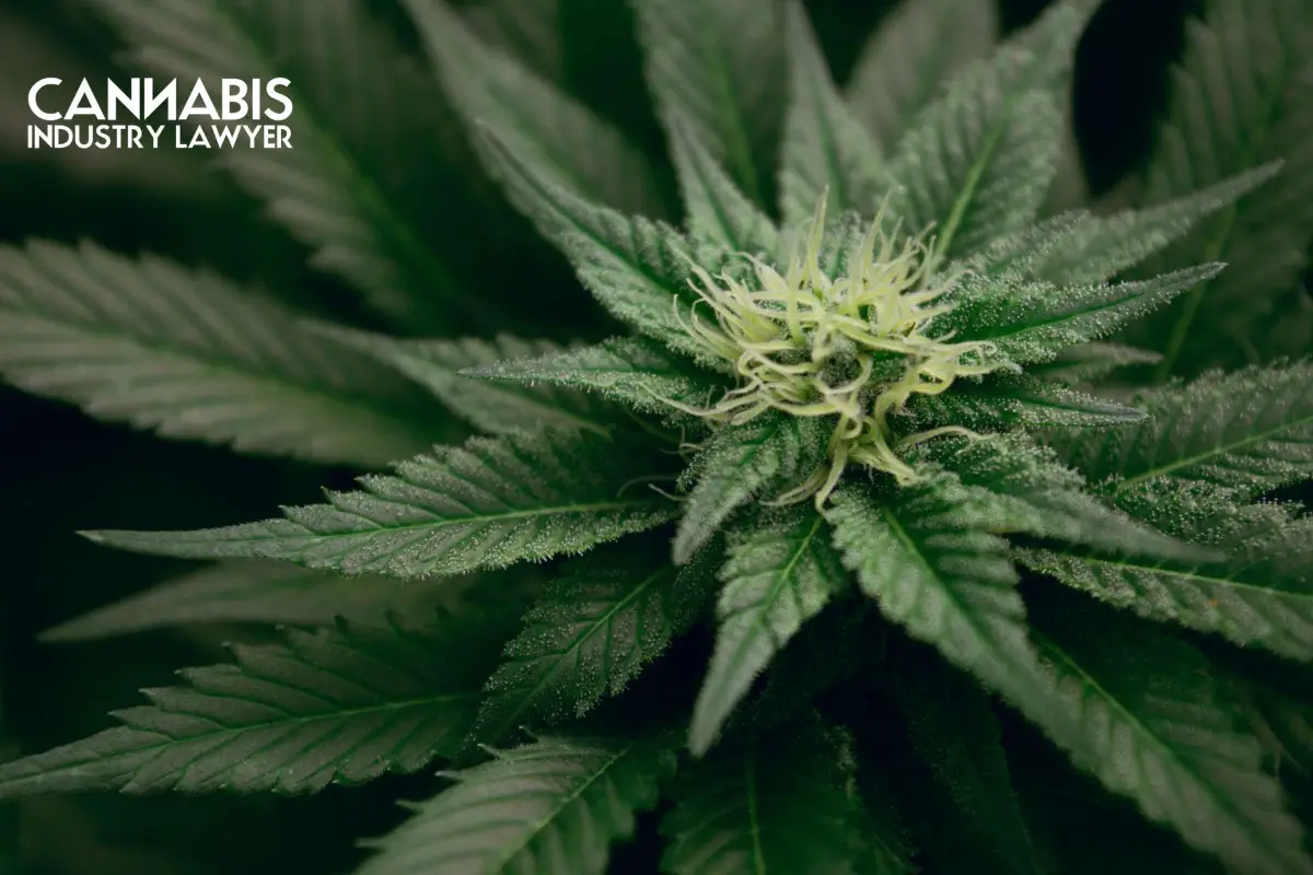 Cannabis license: what would you need in order to apply for one?